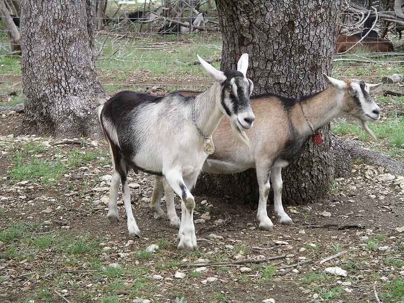 Alpine Goat - Breed Profile - Goat Journal